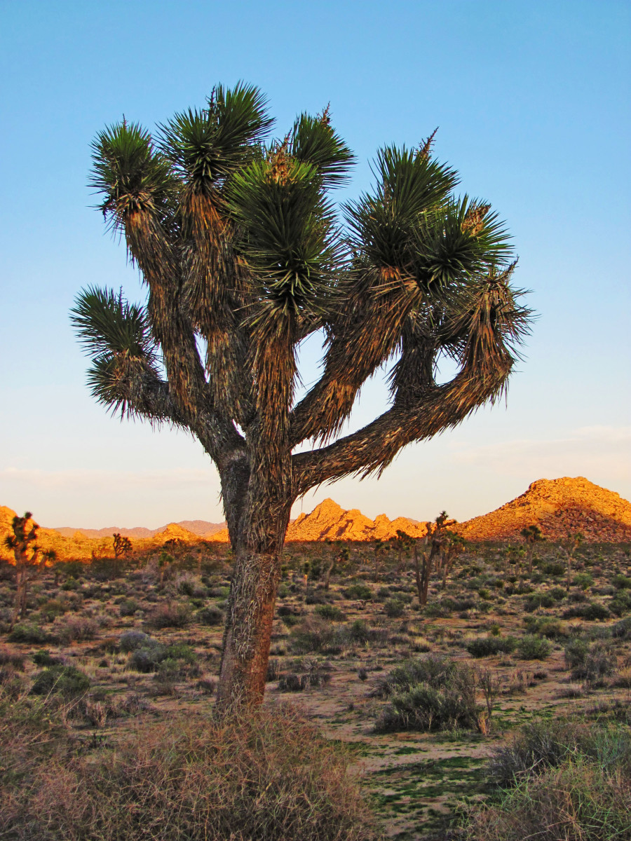 Národní park Joshua Tree - země Jozuova stromu - Život na cestách