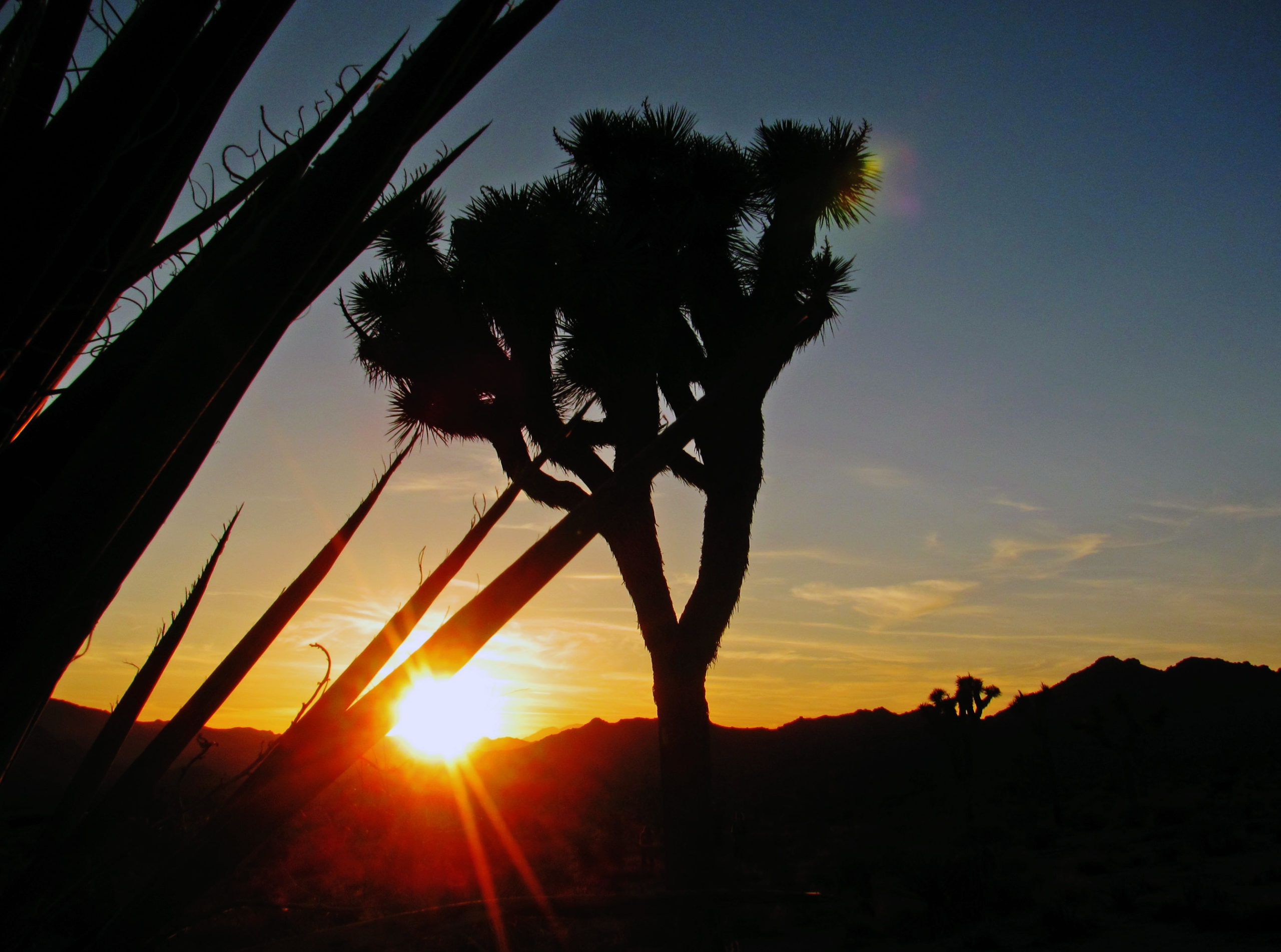 Národní park Joshua Tree - země Jozuova stromu - Život na cestách