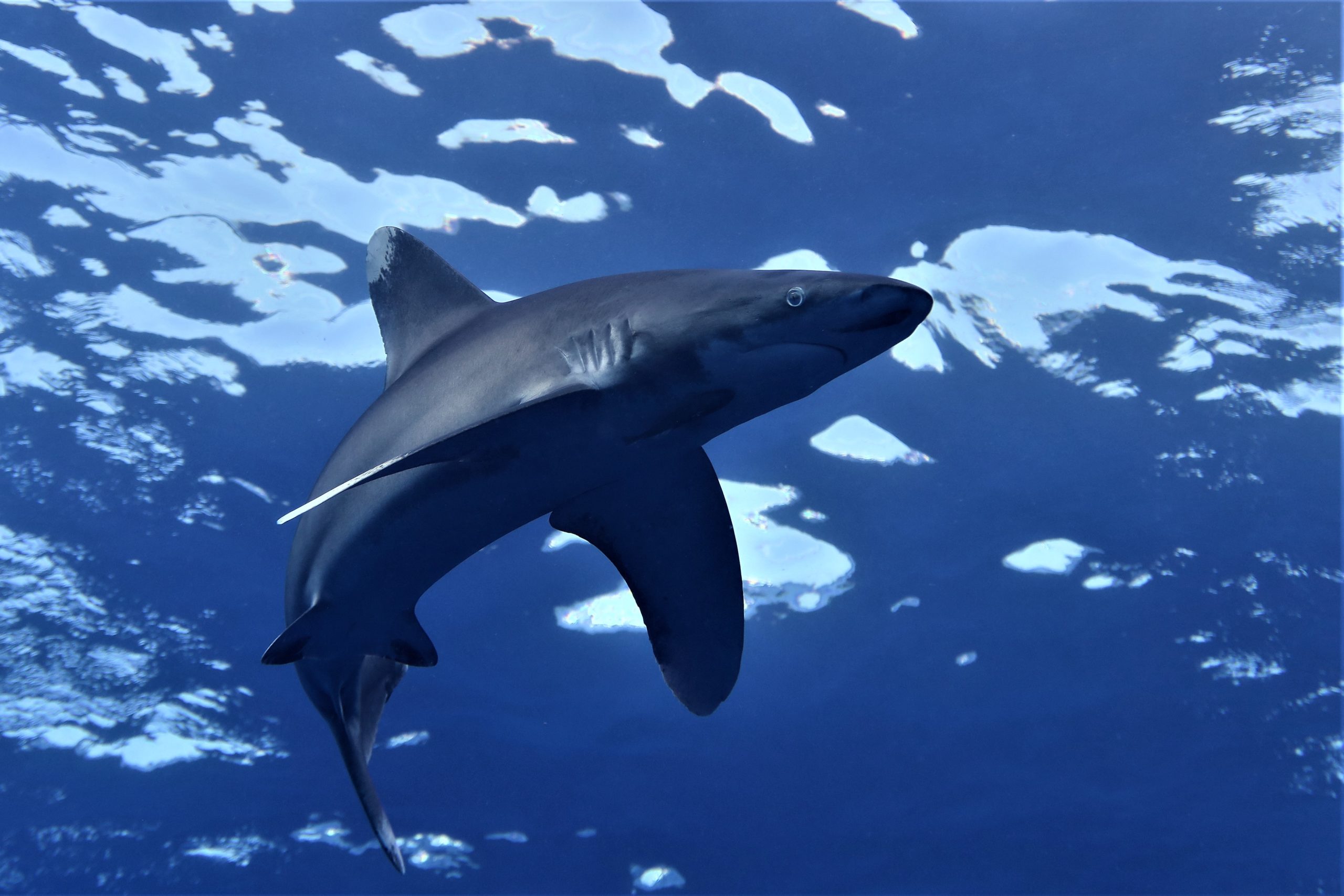 longimanus - Život na cestách